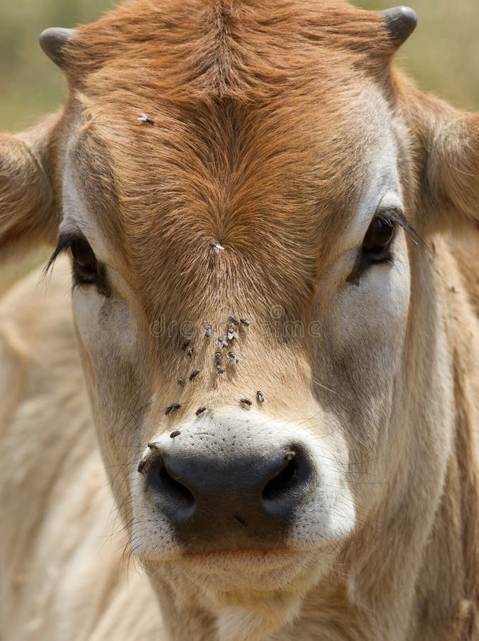 Cows head with flies stock image. Image of livestock - 23499133
