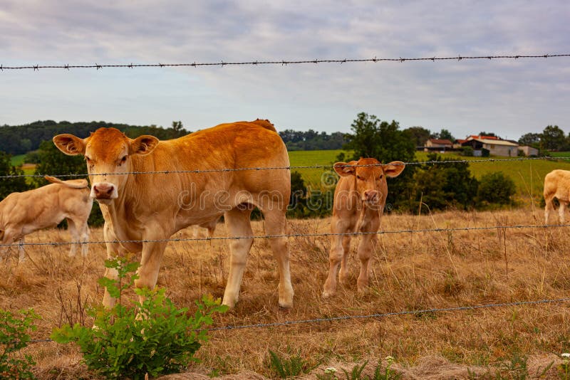Cows Herd on a Grass Field during the Summer. a Cow is Looking at the ...