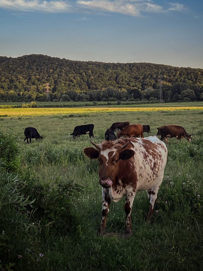 Cows Herd on a Grass Field during the Summer at Sunset. a Cow is ...