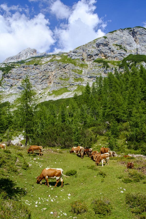 Cows on High Mountain Pastures Stock Photo - Image of adventure ...