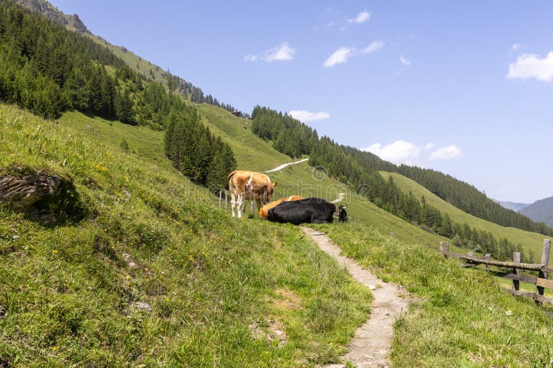 Cows on Hiking Path with Mountain Scenery in the Alps Stock Photo ...