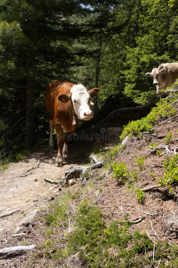 Cows on Hiking Path with Mountain Scenery in the Alps Stock Photo ...