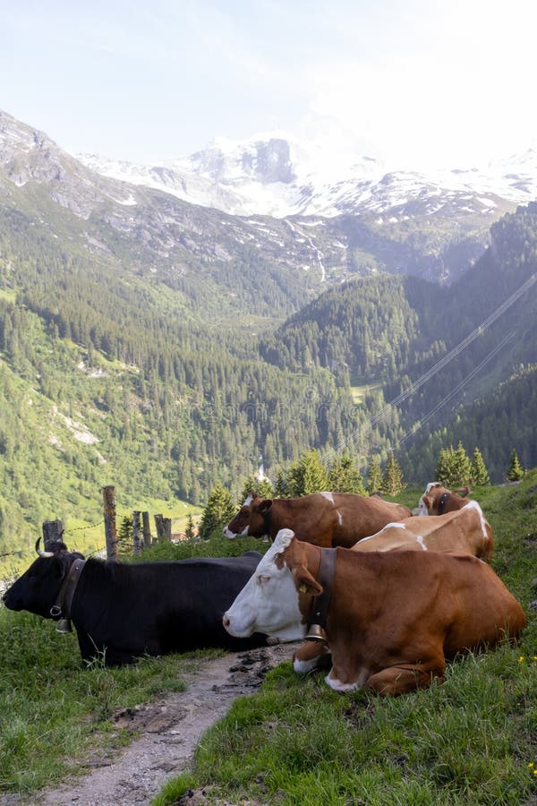 Cows on Hiking Path with Mountain Scenery in the Alps Stock Image ...