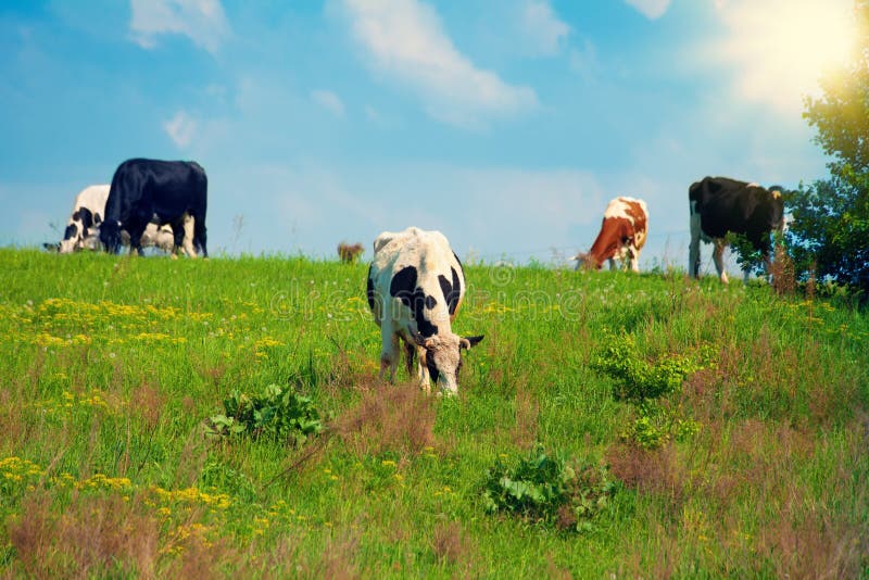 Cows on a hill stock image. Image of farming, countryside - 38368253