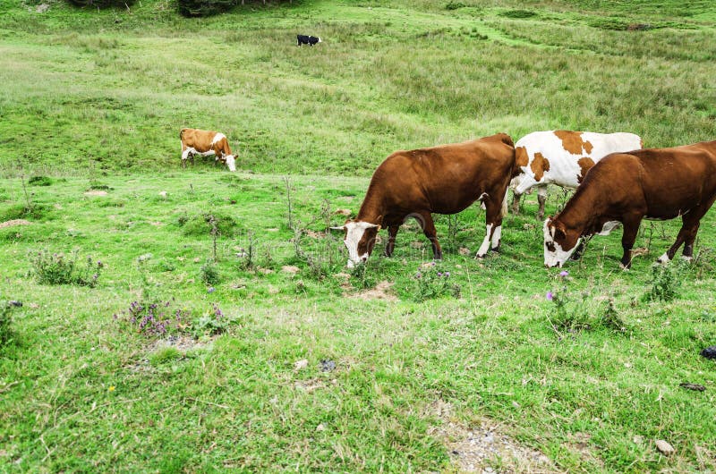 Cows on the hill stock photo. Image of hill, nature, natural - 47018688