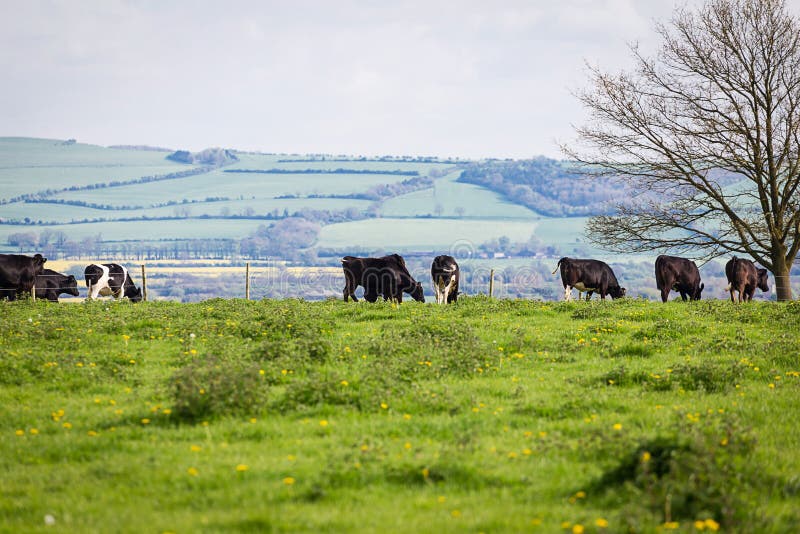 Cows on a hill stock photo. Image of pets, mammal, pasture - 47675444