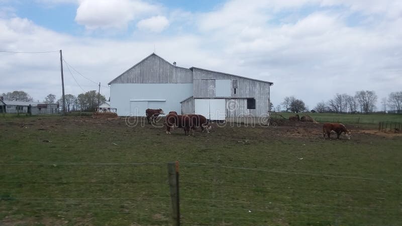 Cows on a hillside farm stock image. Image of hillside - 232035769