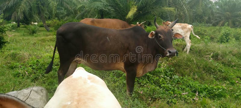 When cows roam free stock image. Image of roam, exether - 264566945