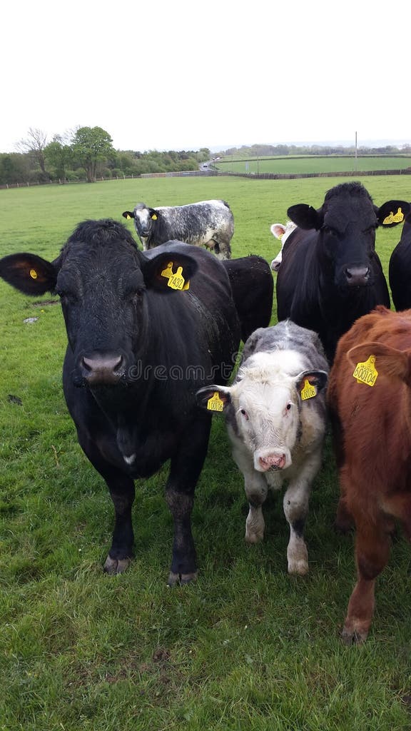 Cows Huddled for a Group Pic Stock Image - Image of bulls, cows: 42802931