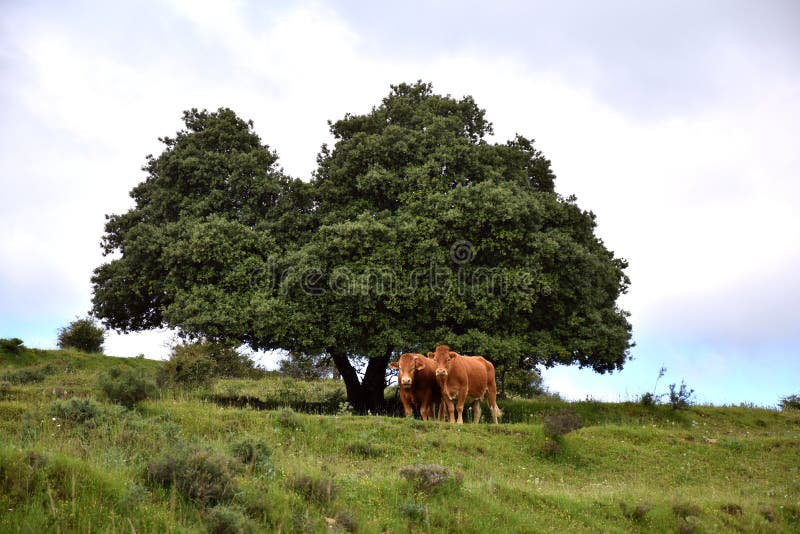 Cows Under Oak Stock Photos - Free & Royalty-Free Stock Photos from Dreamstime