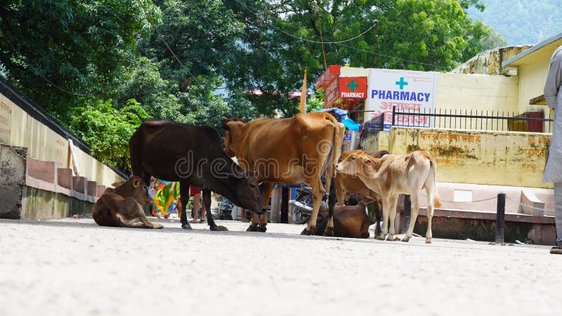 Cows Image Outdoor Shoot Hd Editorial Stock Image - Image of cows ...