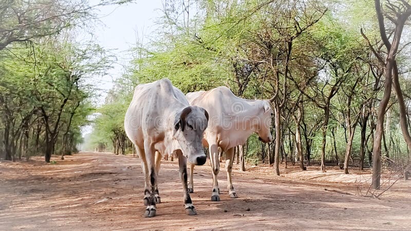 Cows. Indian Desi Cow stock photo. Image of plants, whitecow - 323828554