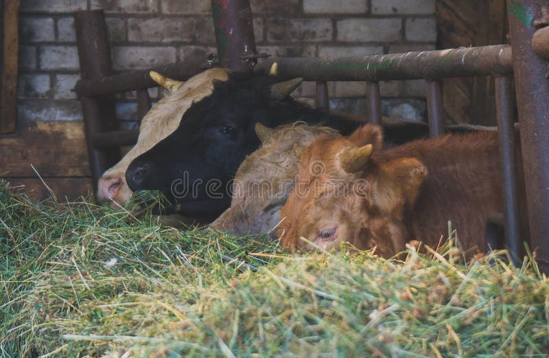 Cows. stock image. Image of group, head, animals, industry - 126785565