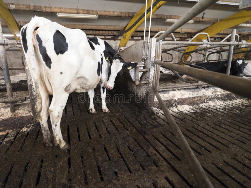 Cows Inside Barn on Dutch Farm in Holland Stock Image - Image of ...