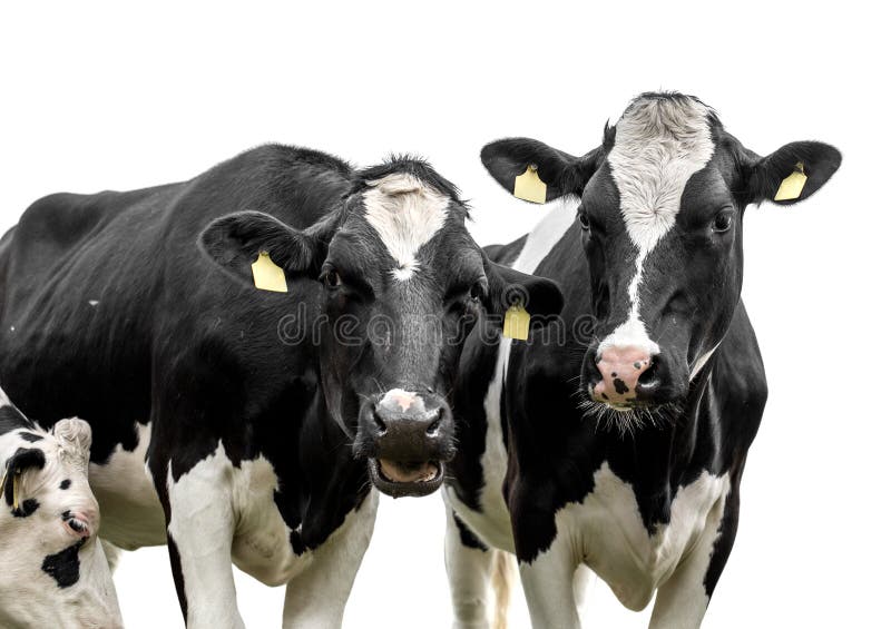 Cows isolated on white! stock photo. Image of chewing - 95556522