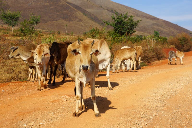 Cows in Landscape of Myanmar Stock Image - Image of heritage, isolated ...