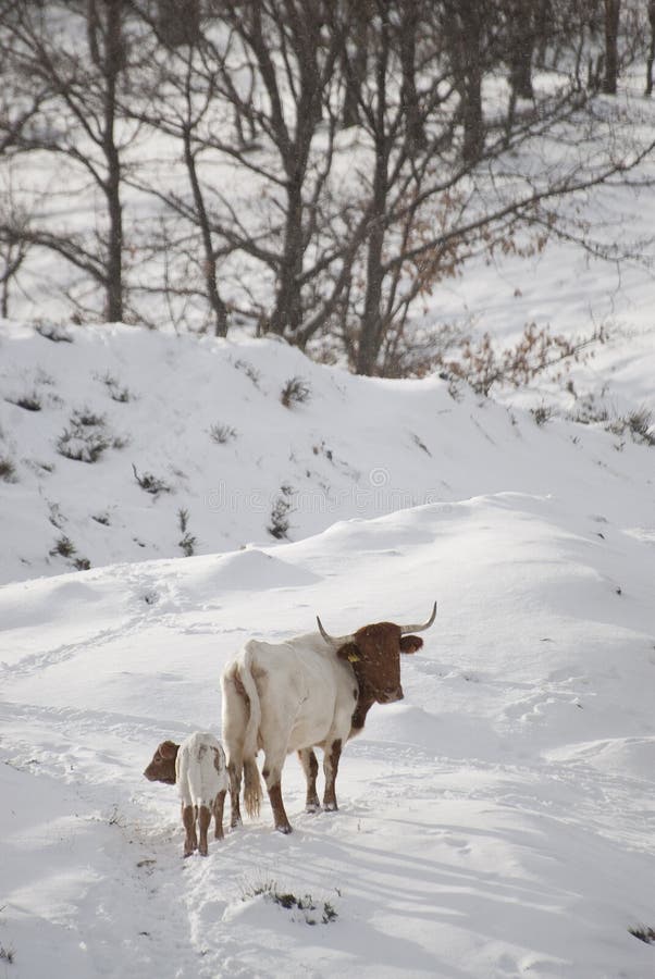 Cows in landscape snow stock image. Image of beef, europe - 156256729