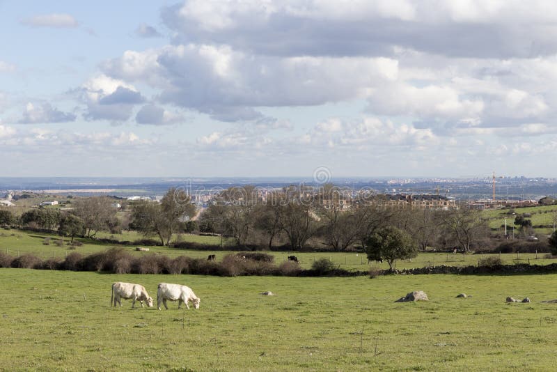 Cows landscape stock image. Image of trees, grass, cattle - 30577409
