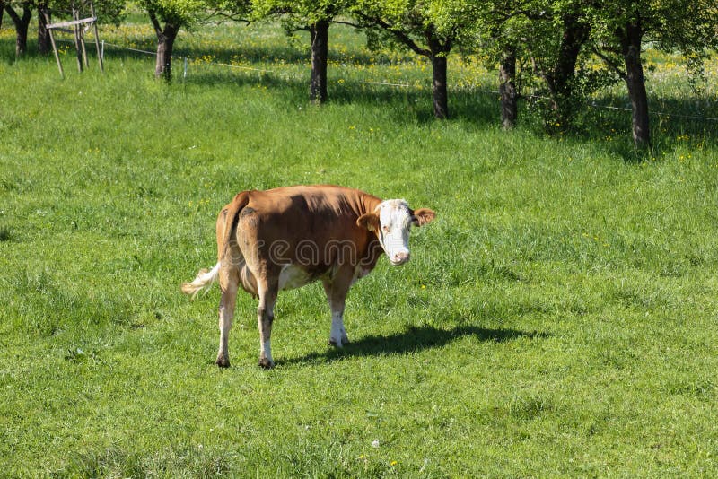 Cows in lawn stock image. Image of beautiful, meadow - 103598379