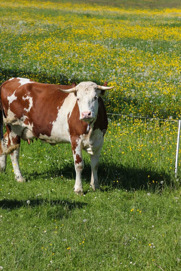 Cows in lawn stock photo. Image of farming, pasture - 103598844