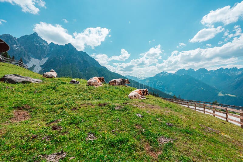 Cows Laying on a Pasture Hillside in the Mountains Stock Image - Image ...