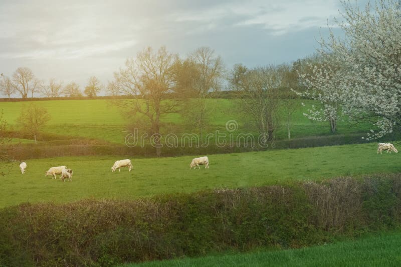 Cows of a Light Aquitanian Breed Graze in the Rays of the Setting Sun ...