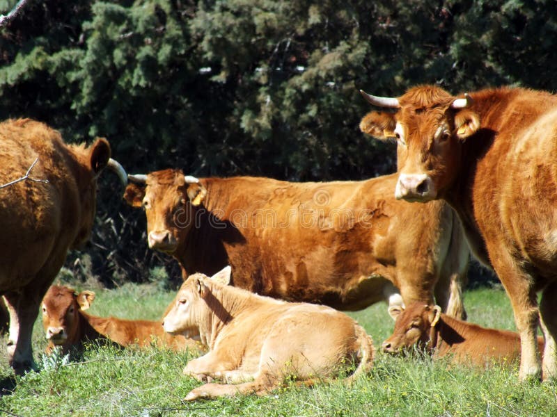 Cows of the Limousine Breed Stock Image - Image of economy, herbivore ...