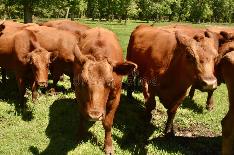 Cows Line Up for the Camera in a Minnesota Pasture. Stock Photo - Image ...