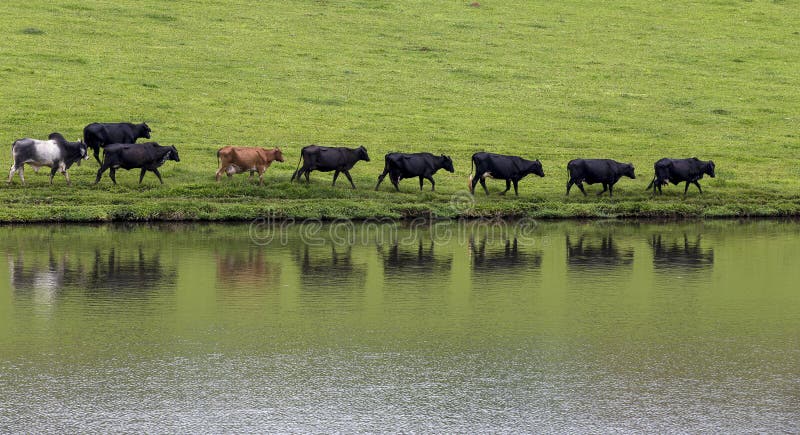 Cows in line stock photo. Image of river, curious, animal - 65435154