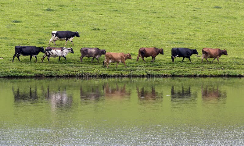 Cows in line stock photo. Image of farm, nature, river - 65435348