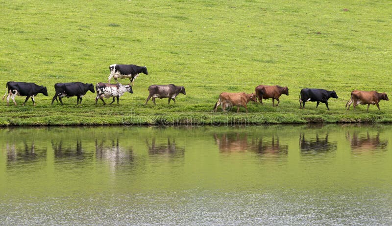 Cows in line stock photo. Image of river, curious, animal - 65435154