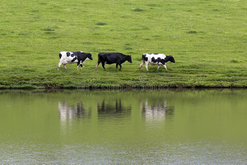 Cows in line stock photo. Image of river, curious, animal - 65435154
