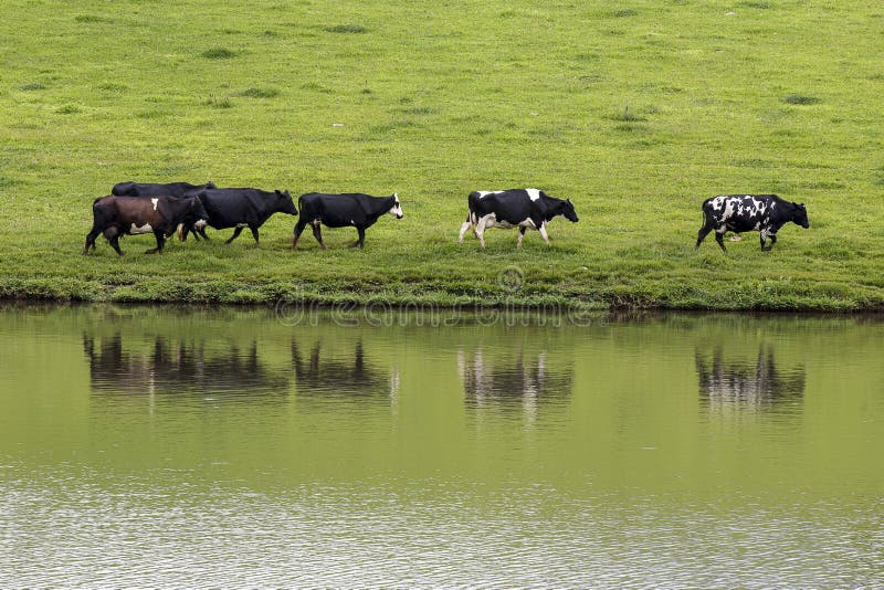 Cows in line stock photo. Image of river, curious, animal - 65435154