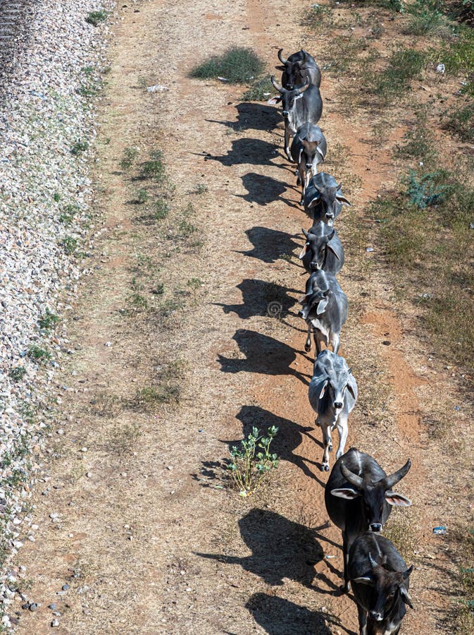 Cows are Lined Up in a Row,straight Line of Cows Stock Image - Image of ...