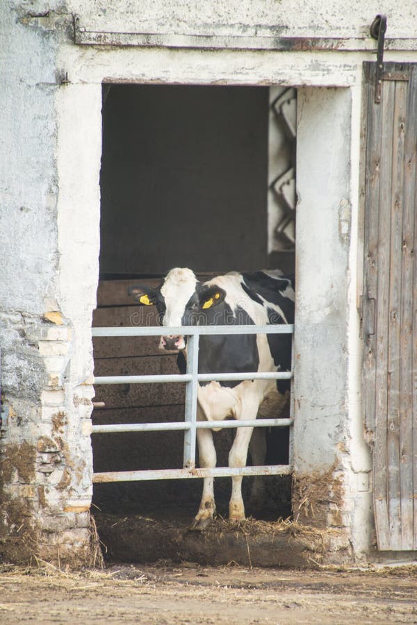 Cows stock image. Image of animal, herd, agriculture - 40136017