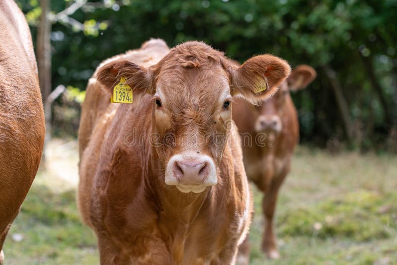 Cows or Livestock in a Pasture in Summer Stock Photo - Image of nature ...