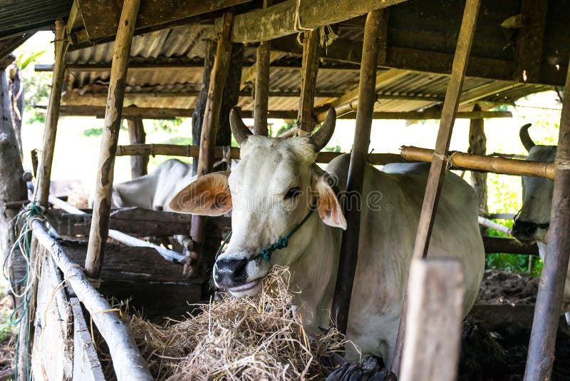 Cows in the local farm stock photo. Image of cheese, grass - 60211258