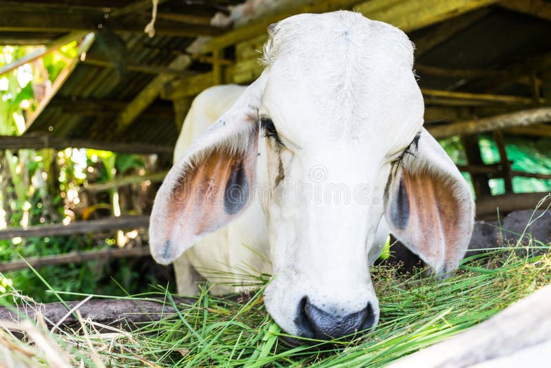 Cows in the local farm stock photo. Image of bovine, feed - 60211300