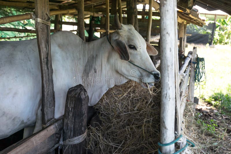 Cows in the local farm stock image. Image of head, dairy - 60212317
