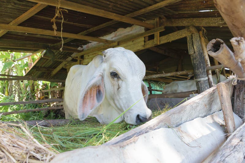 Cows in the local farm stock photo. Image of farm, calf - 60212378