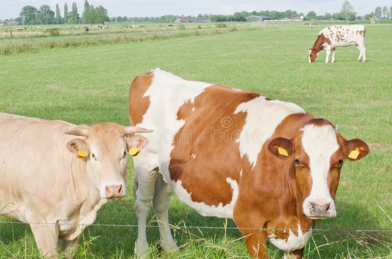 2 cows stock vector. Illustration of tree, domestic, animals - 31338763