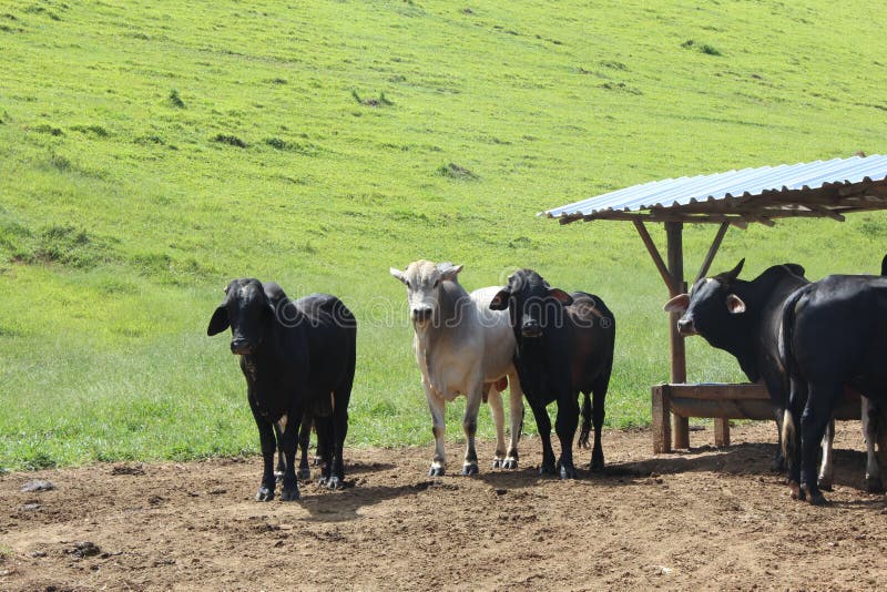Cows Looking Towards the Camera in the Village Farm Stock Photo - Image ...