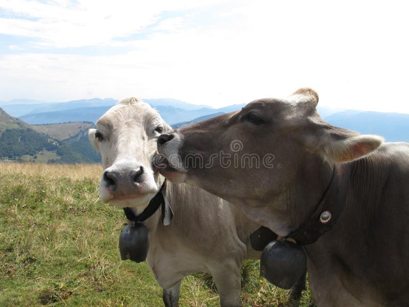 63 Cows Kissing Photos - Free & Royalty-Free Stock Photos from Dreamstime