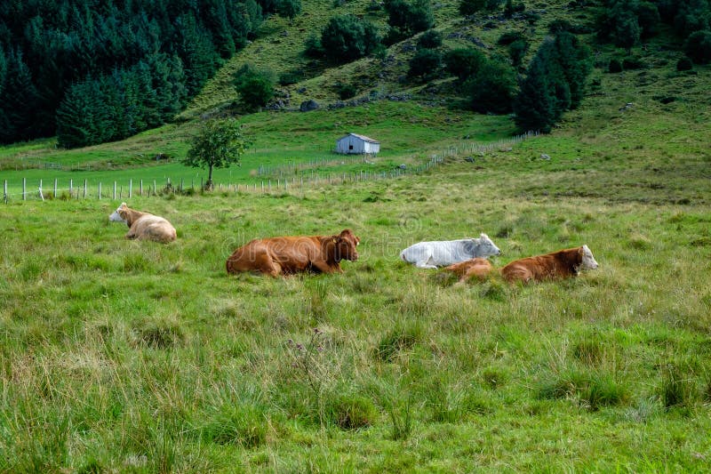 Cows Lying in the Grass in Front of Summer Barns Stock Photo - Image of ...