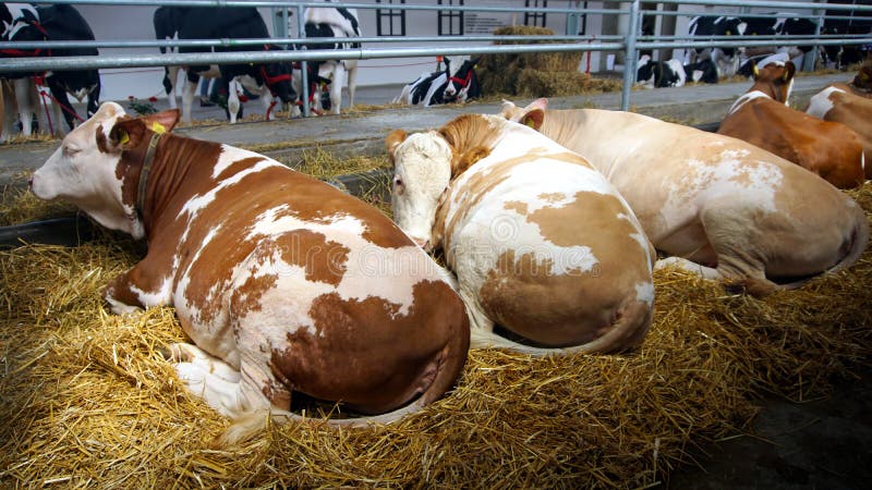 Cows lying on the straw stock photo. Image of livestock - 109628622