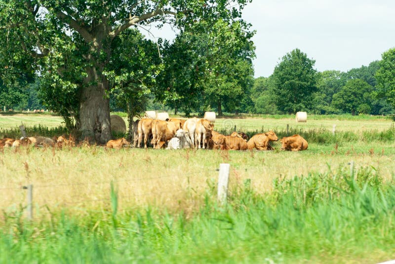 924 Cows Under Tree Stock Photos - Free & Royalty-Free Stock Photos ...