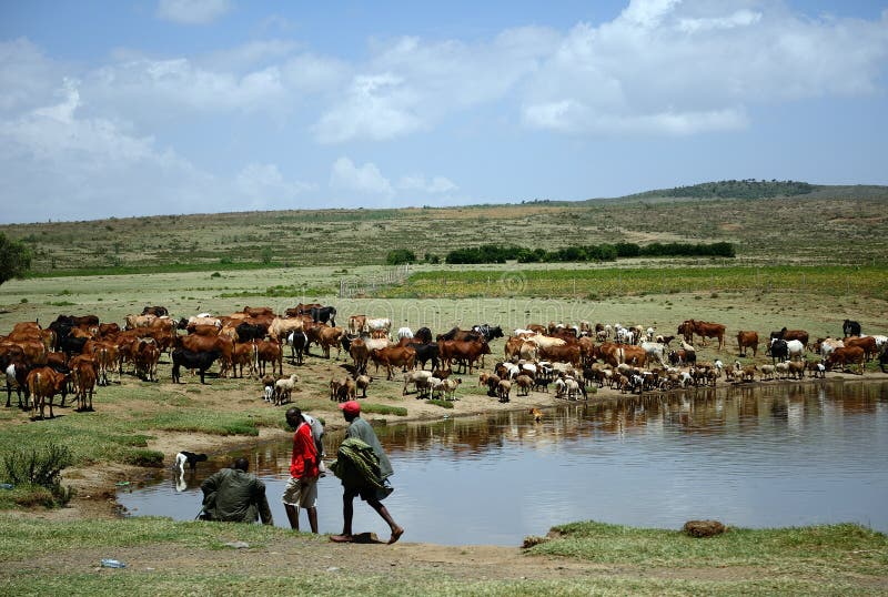Cows editorial photography. Image of tanzanian, mara - 68837382