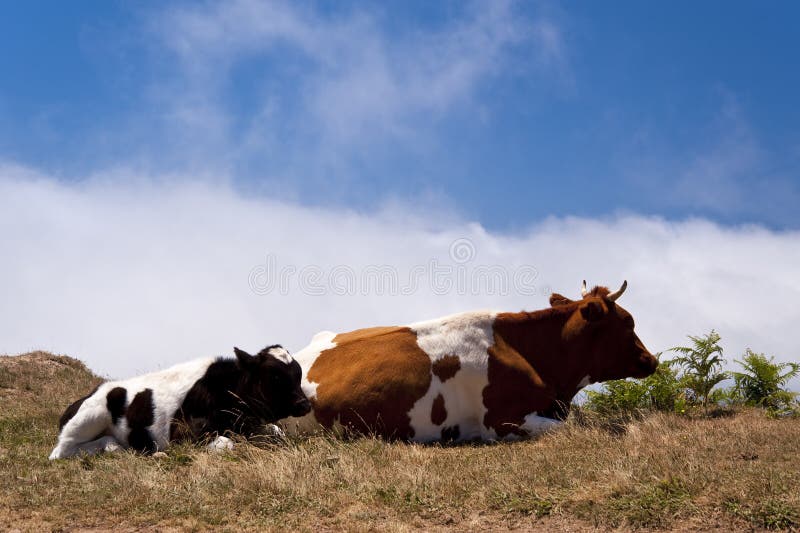 Cows on madeira stock photo. Image of panorama, nature - 34193132