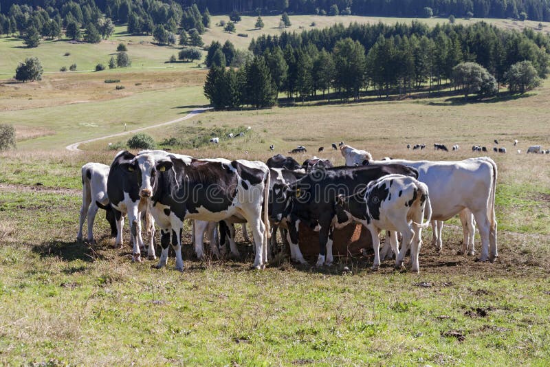 Cows at the manger stock photo. Image of milk, brown - 73371418