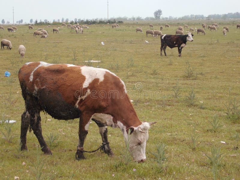 Cows stock image. Image of livestock, grazing, grass - 53319837